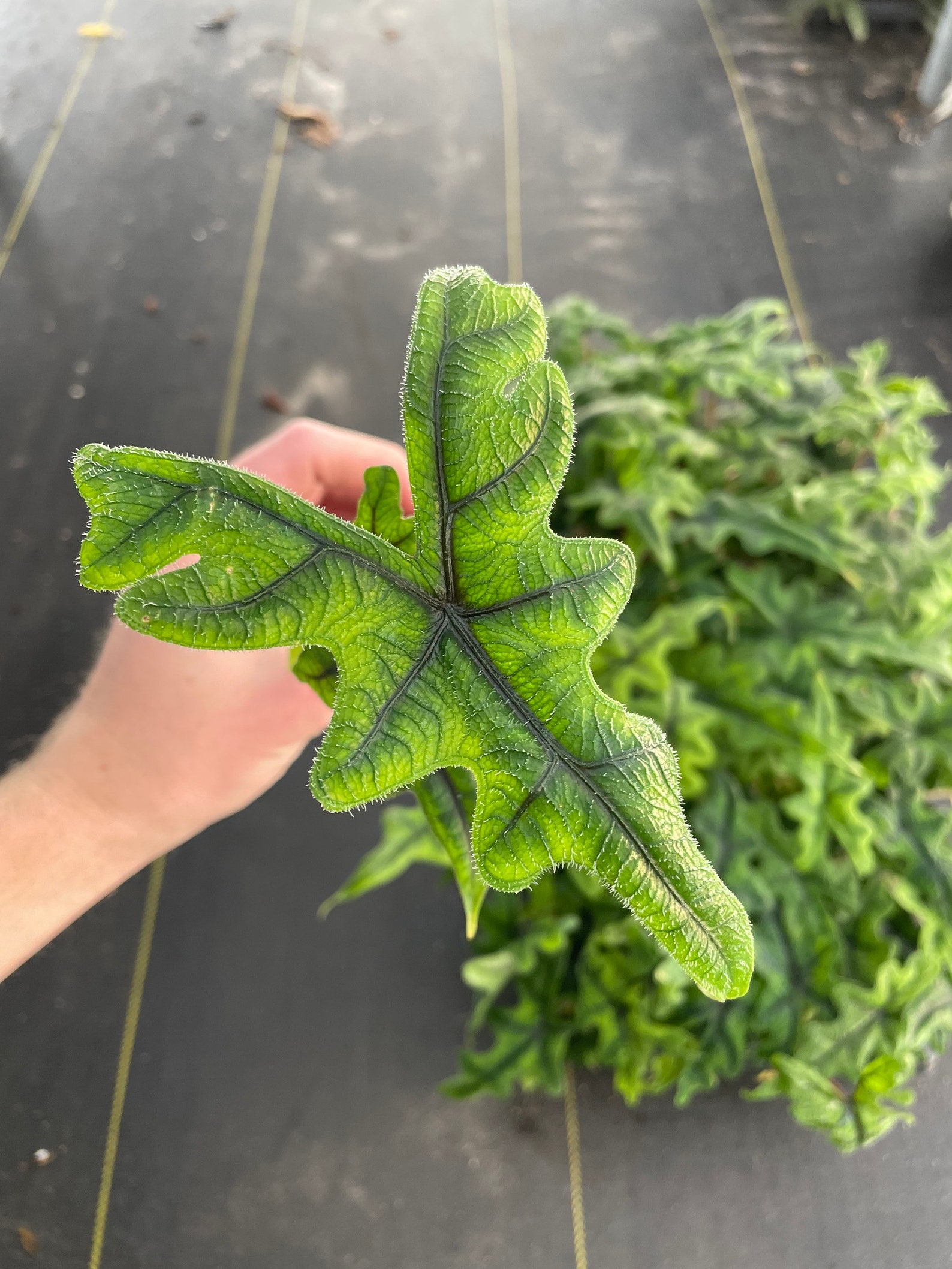 Alocasia Jacklyn Starter Plant (ALL STARTER PLANTS Require You to ...