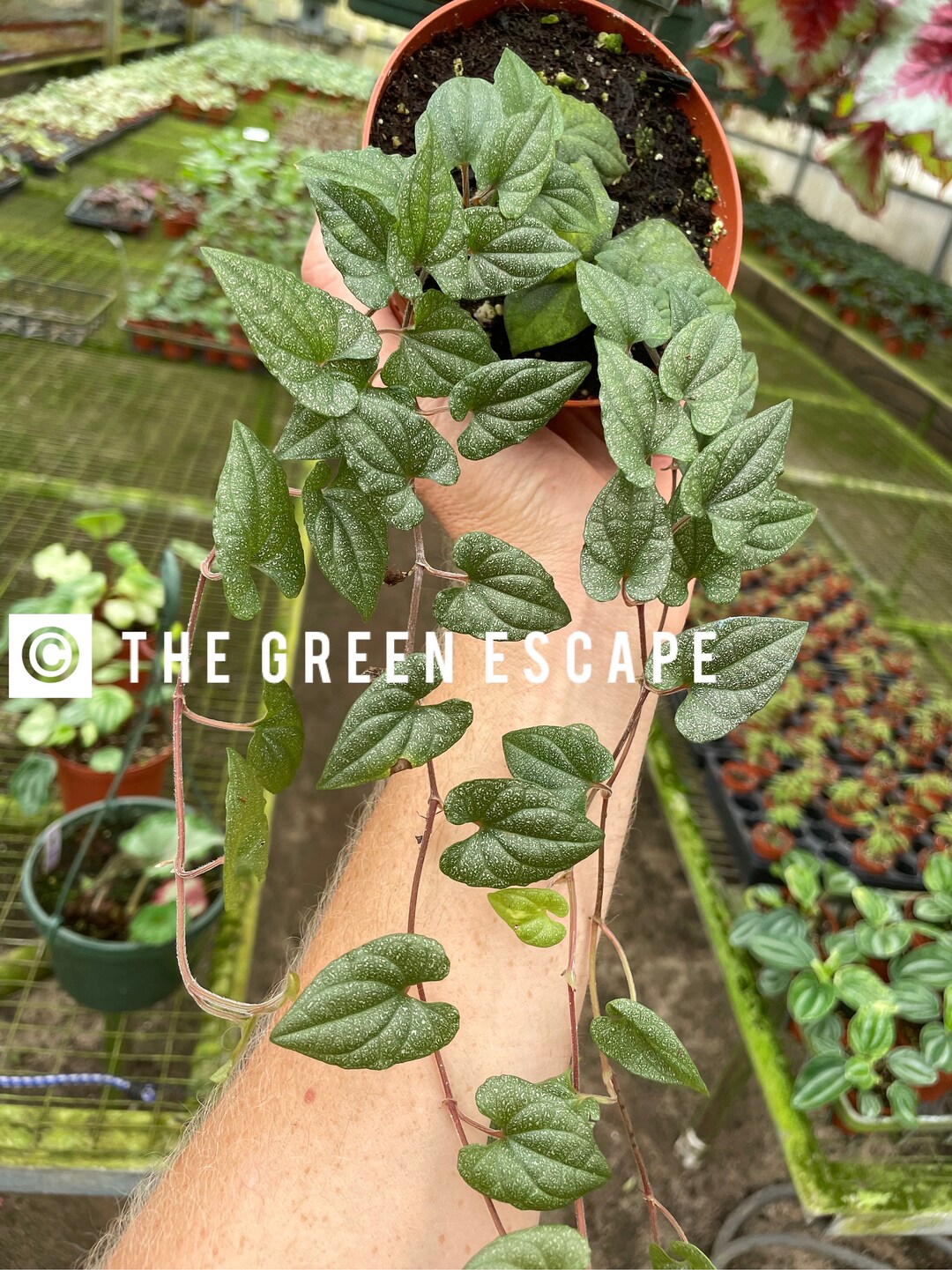 Piper Silver Flecks 4”pot (ALL PLANTS Require You to Purchase 2 Plants ...