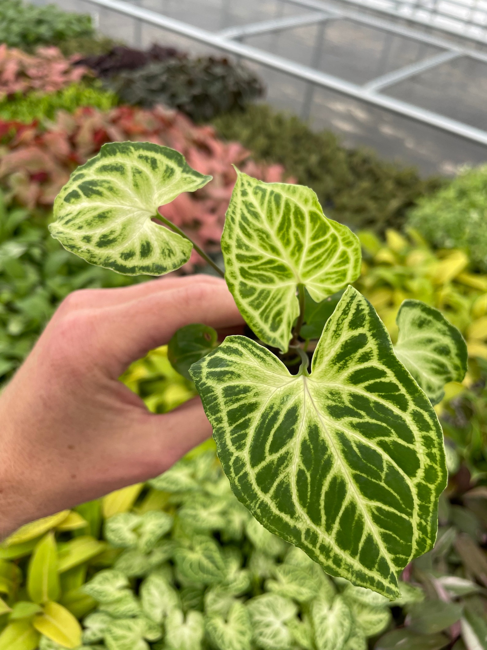 Syngonium Batik Starter Plant ALL STARTER PLANTS Require You to ...