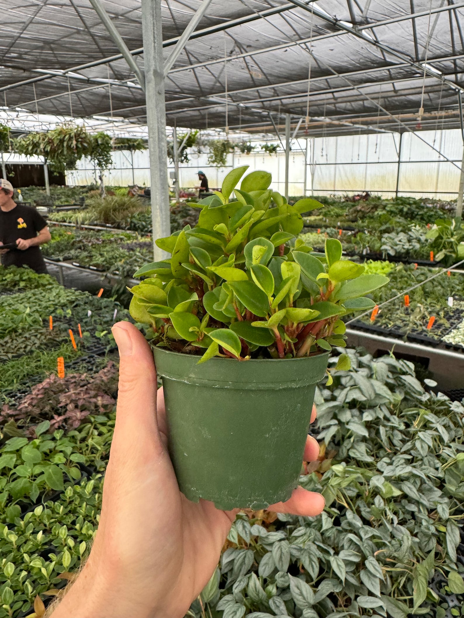 Peperomia Cubensis 4pot ALL PLANTS Require You to Purchase 2 Plants - Etsy