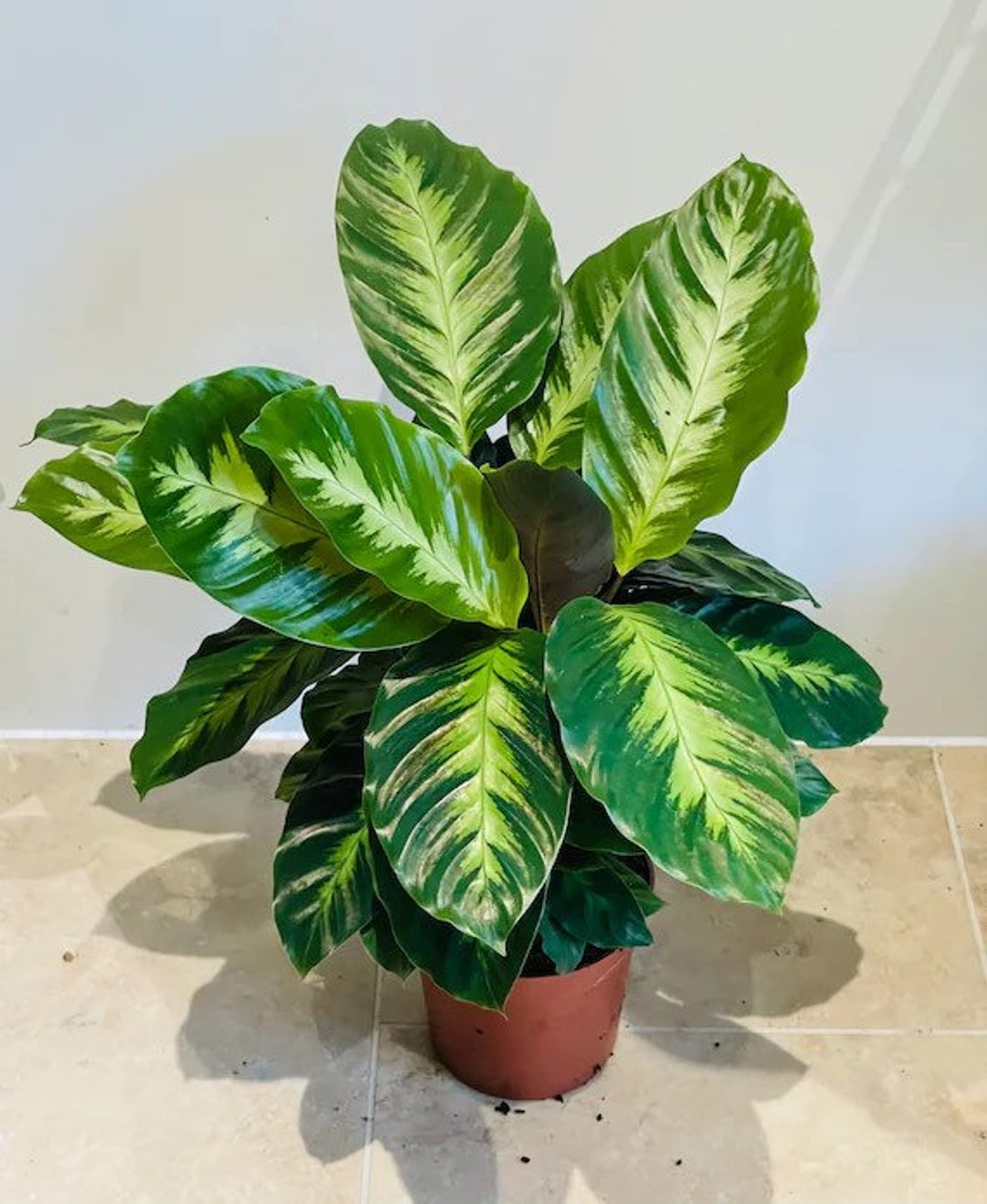 Calathea Misto Starter Plant (ALL STARTER PLANTS Require You to ...
