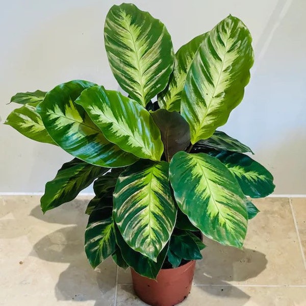 Calathea - Etsy
