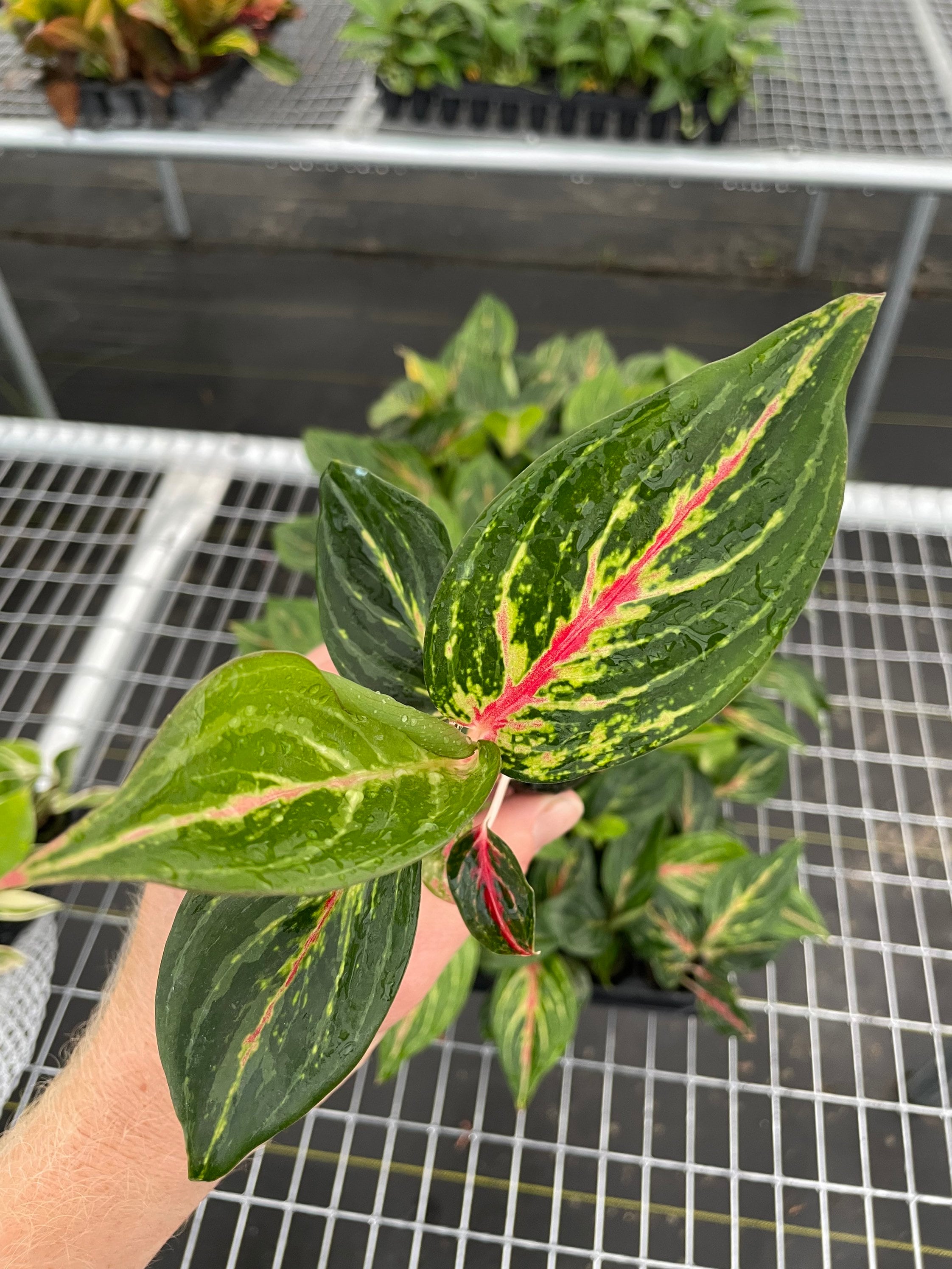 New Hybrid Aglaonema Ammaj Jareon Starter Plant ALL STARTER - Etsy