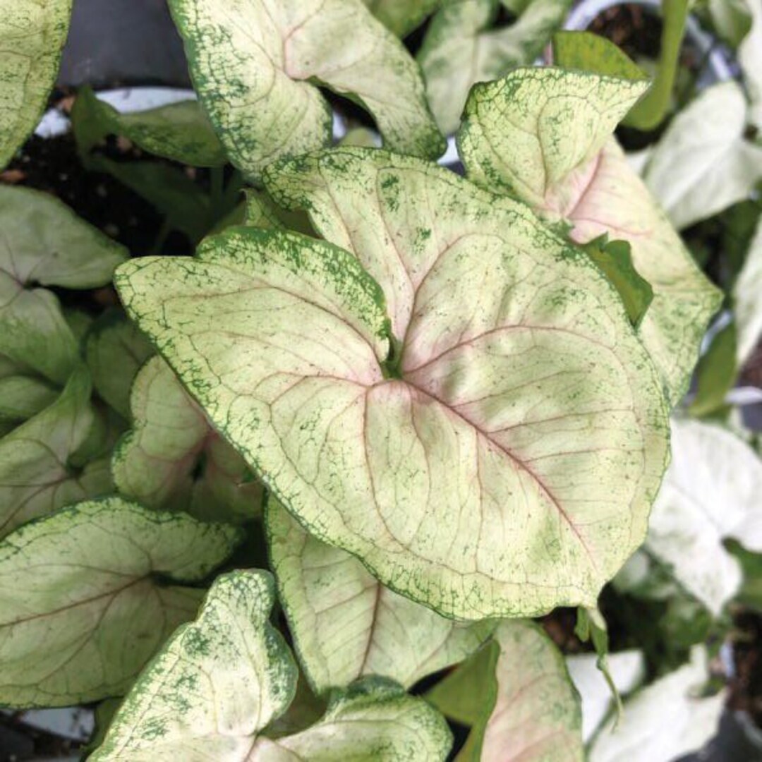 Syngonium Bright Allusion Starter Plant (ALL STARTER PLANTS Require You ...
