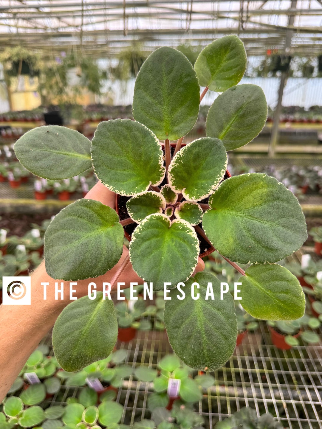 Mindi Brooke African Violet 4” Pot (ALL PLANTS Require You to Purchase ...