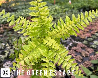 Golden Zebra Variegated Bamboo Fern Plant Starter ALL Starter Plants ...