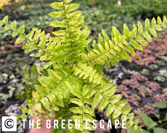 Golden Zebra Variegated Bamboo Fern Plant Starter ALL Starter Plants ...