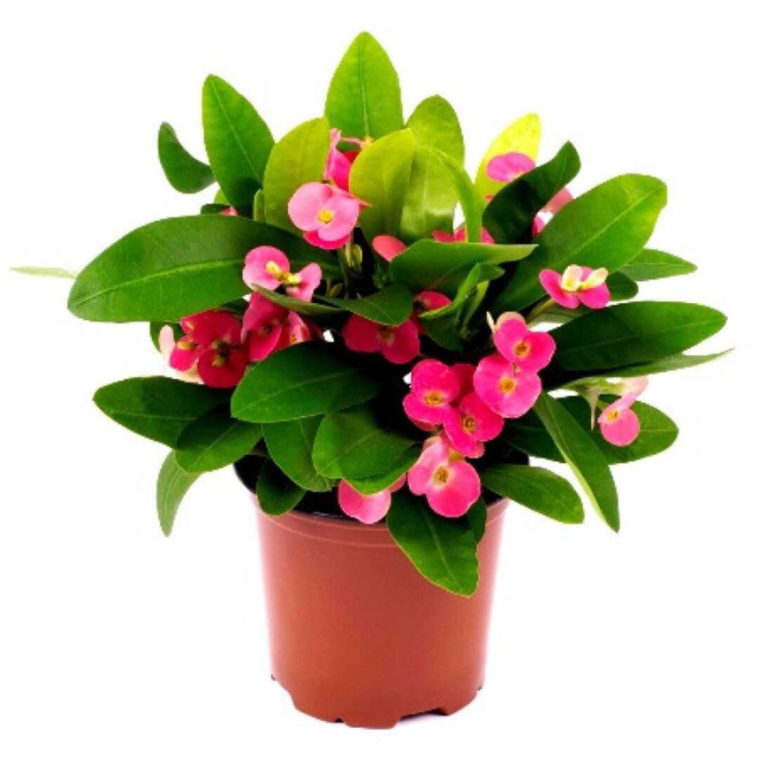 Euphorbia Mili "mini Rhea" Starter Plant (ALL STARTER PLANTS Require ...