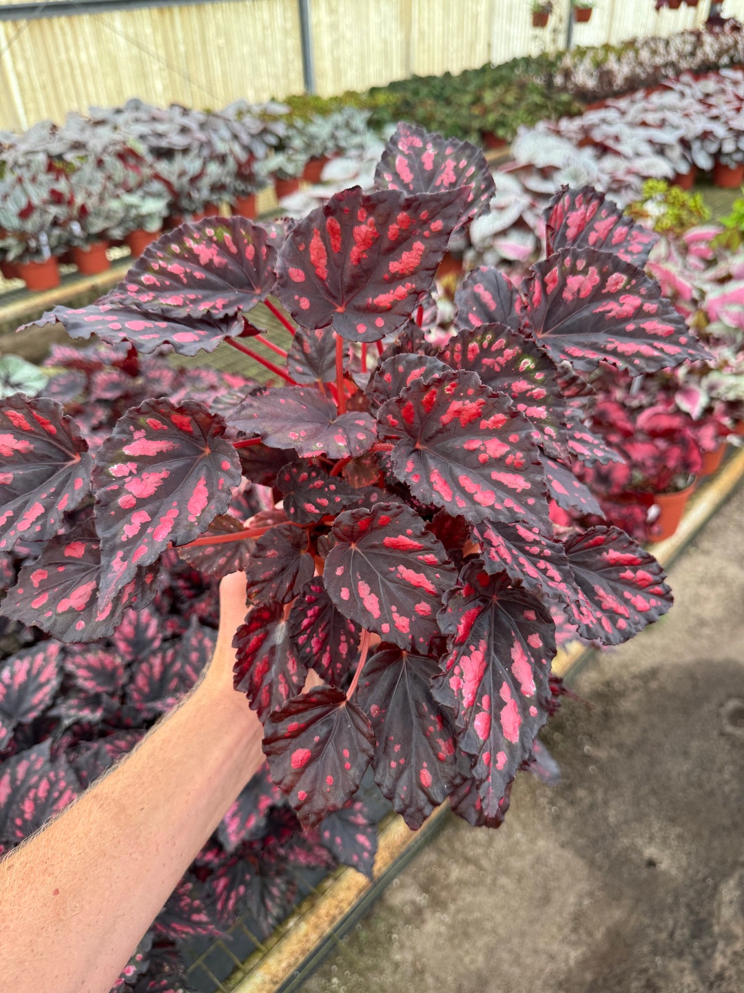 Etna Begonia 6pot ALL PLANTS Require You to Purchase 2 Plants - Etsy