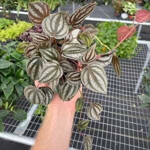 Peperomia Turboensis 4”pot (ALL PLANTS Require You to Purchase 2 Plants ...