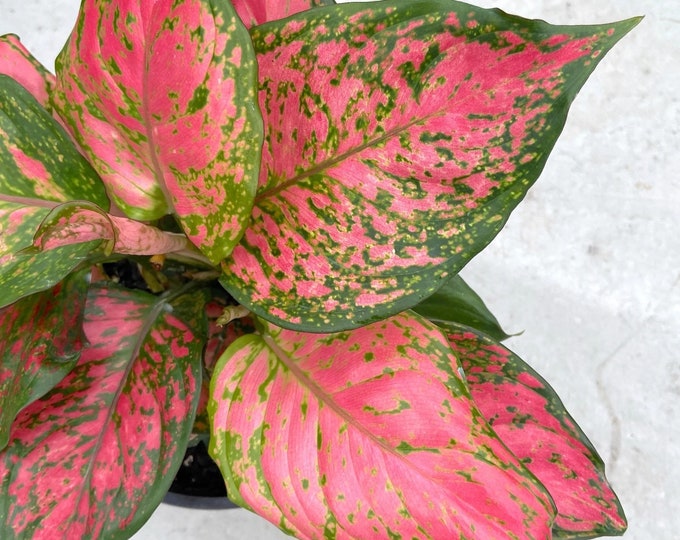 4 Chinese Evergreen lady Valentine, Live Plants, Small Plants ...