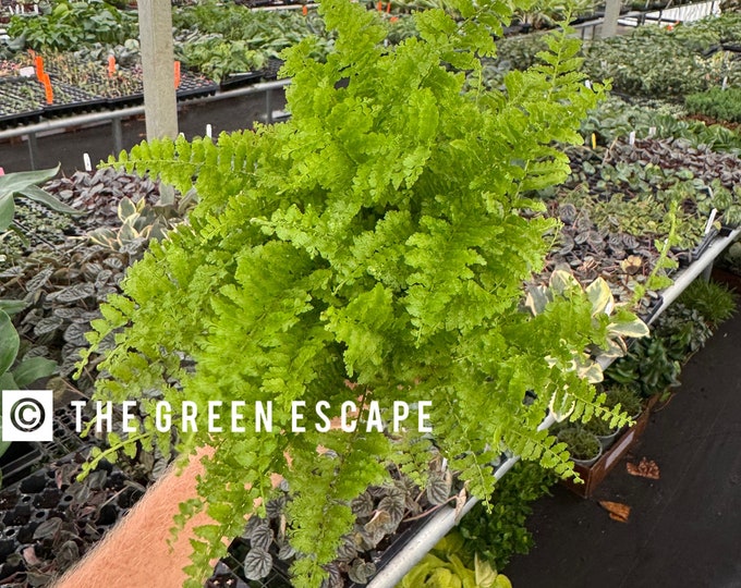 Florida Ruffles Fern 4” Pot (ALL PLANTS Require You to Purchase 2 ...