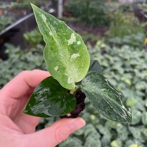 Aglaonema Pictum Tricolor Starter Plant ALL STARTER PLANTS Require You to Purchase 2 Plants - Etsy