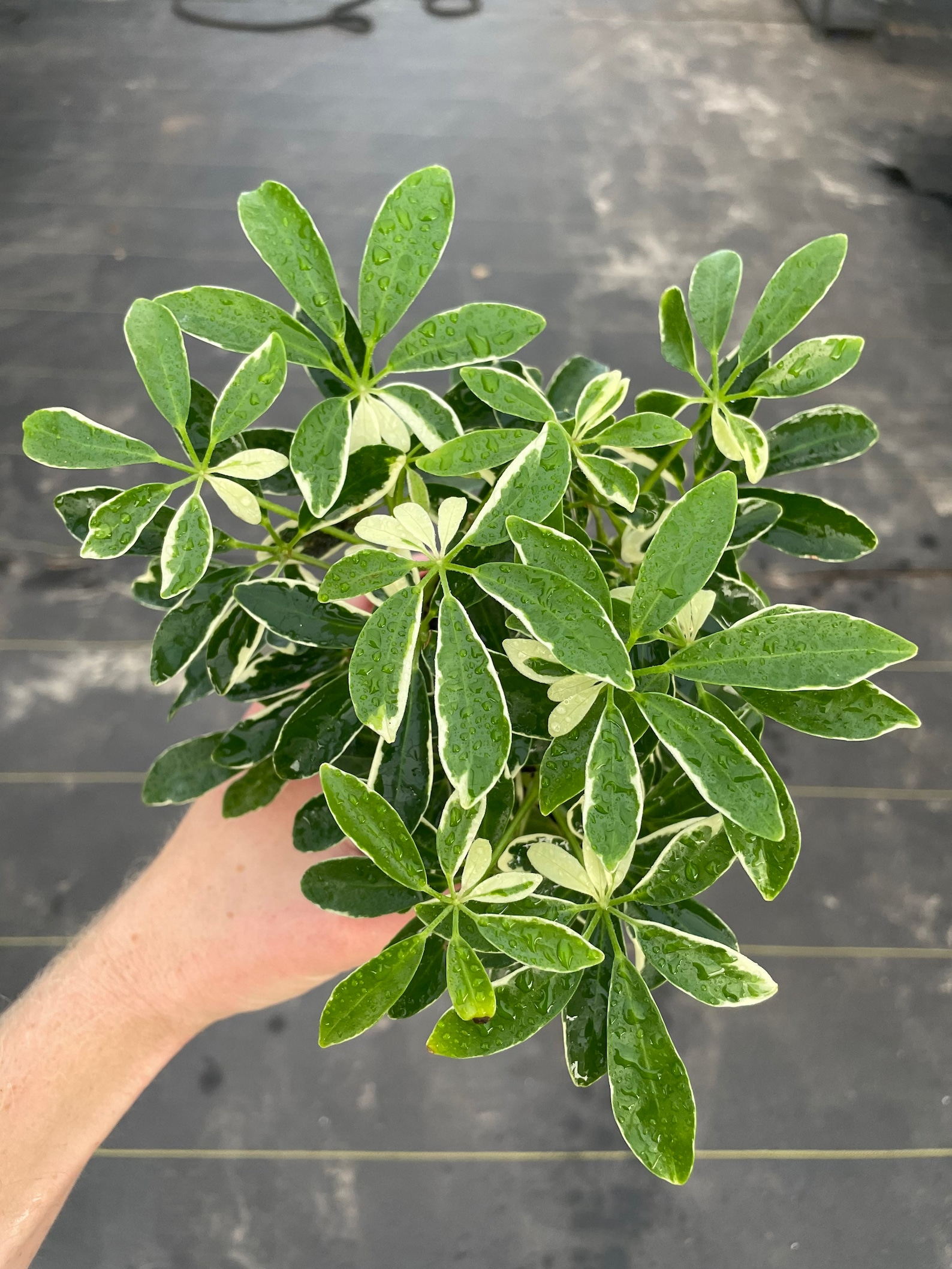 Variegated Schefflera Moondrop 4” Pot (ALL PLANTS Require You to ...