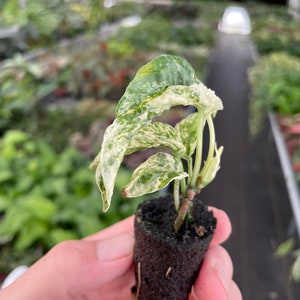 Albo Variegated Spider Man Monstera variegated Amydrium Medium Starter ...