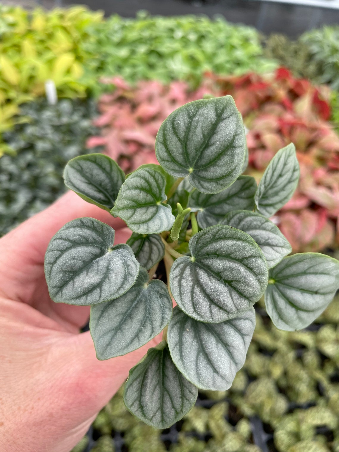 Peperomia Moonlight Starter Plant ALL STARTER PLANTS Require - Etsy