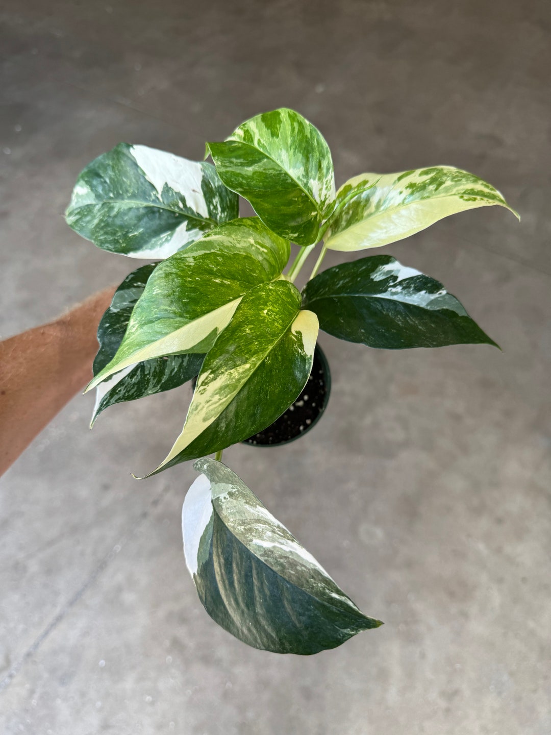 Epipremnum Pinnatum Albo 4 Pot ALL PLANTS Require You to Purchase 2 ...