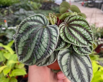 Peperomia Dragon Skin Starter Plant (ALL STARTER PLANTS Require You to ...