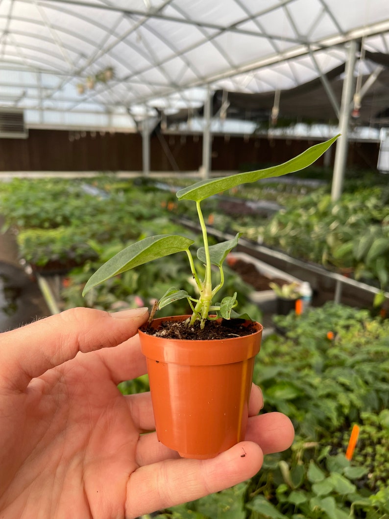 Anthurium Forgetti 2” Pot (ALL PLANTS Require You to Purchase 2 Plants ...