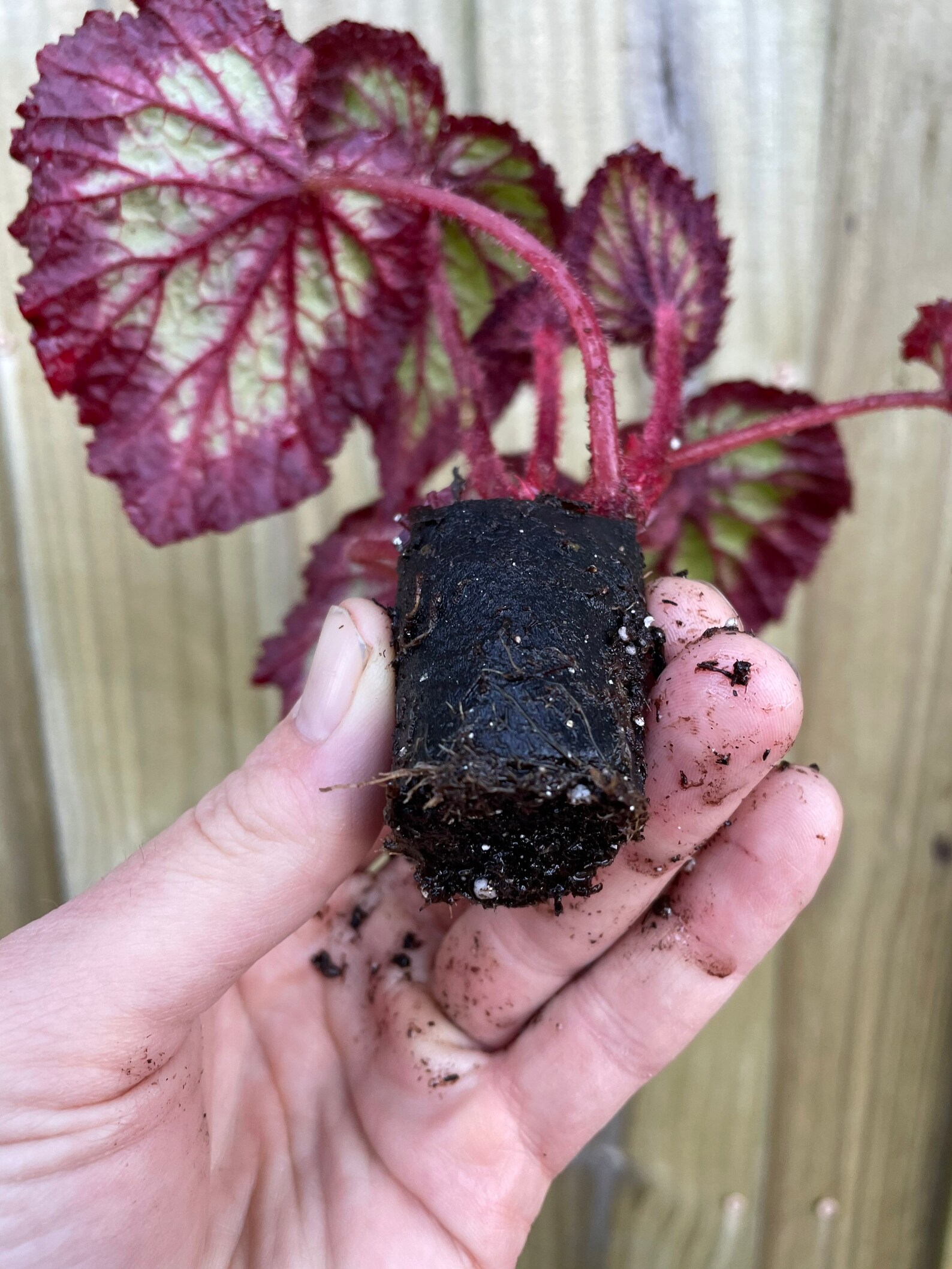 Begonia Fireworks Starter Plant ALL STARTER PLANTS Require - Etsy