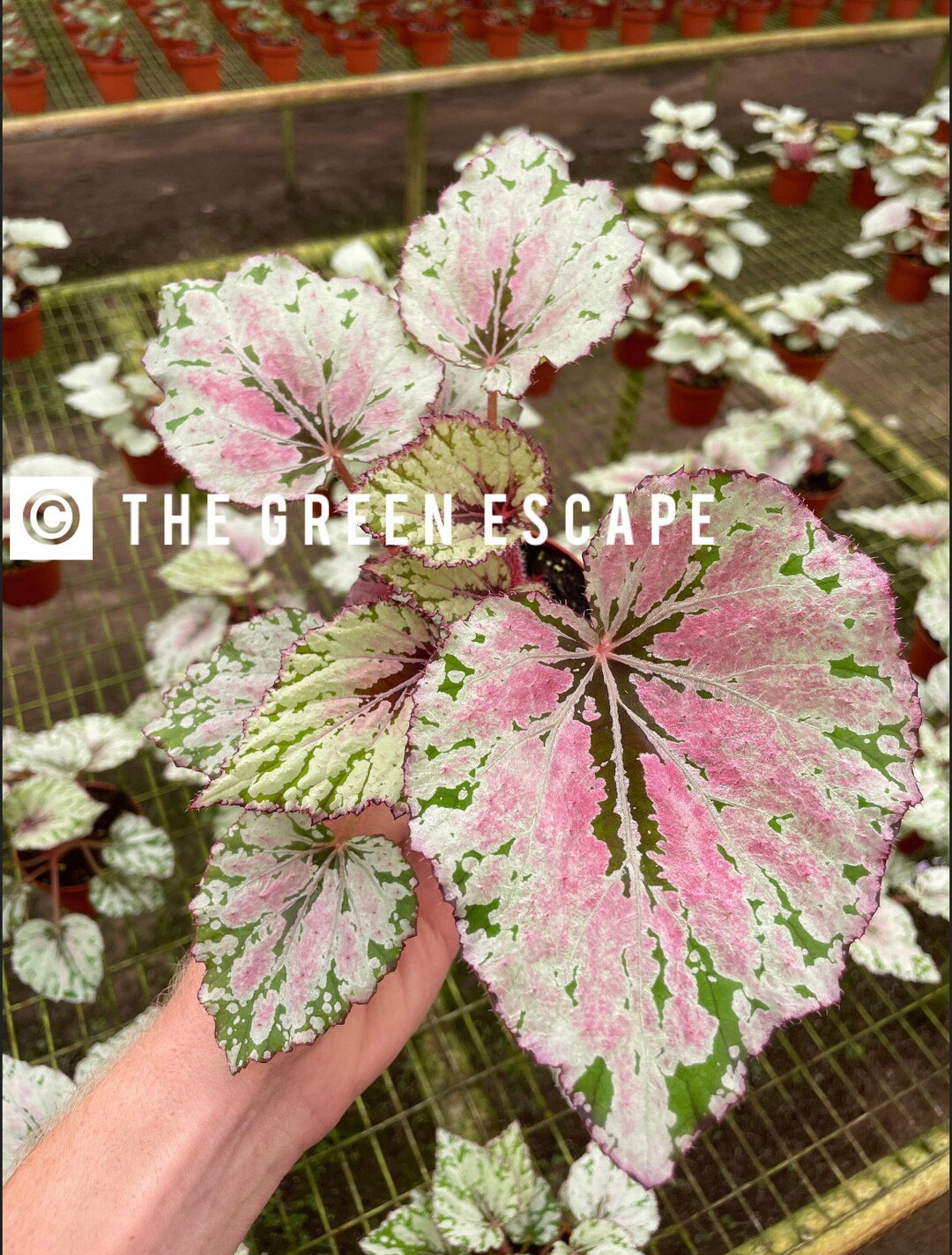 Harmonys Ember Begonia Starter Plant (ALL STARTER PLANTS Require You to ...