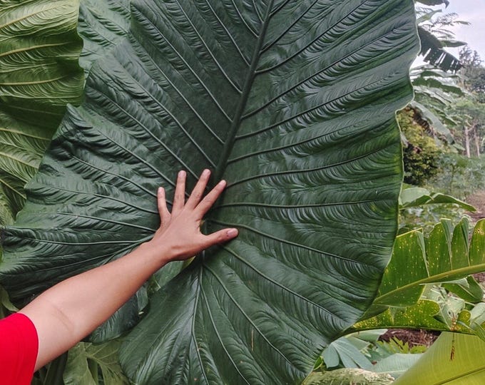 Alocasia Alba Starter Plant (ALL STARTER PLANTS Require You to Purchase ...