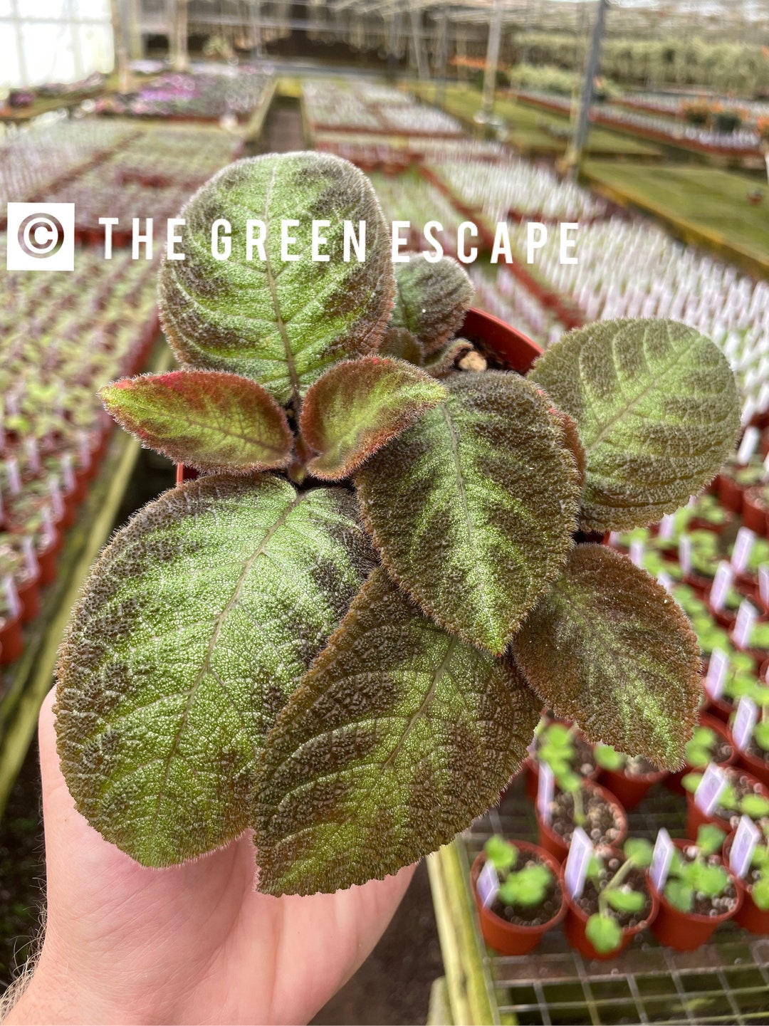 Grey Lady Episcia 4” Pot (ALL PLANTS Require You to Purchase 2 Plants ...