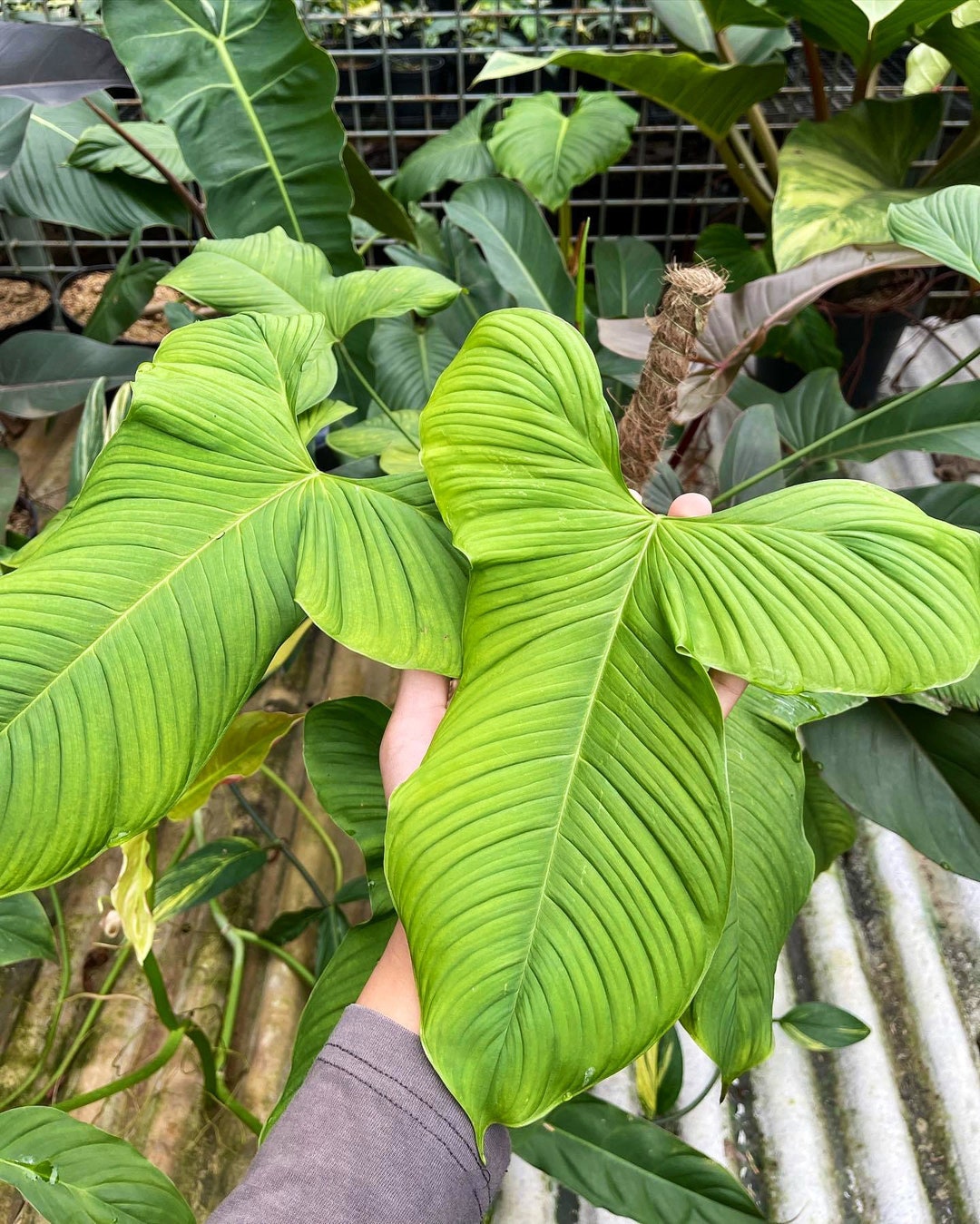 Philodendron Fibraecataphyllum Starter Plant (ALL STARTER PLANTS ...