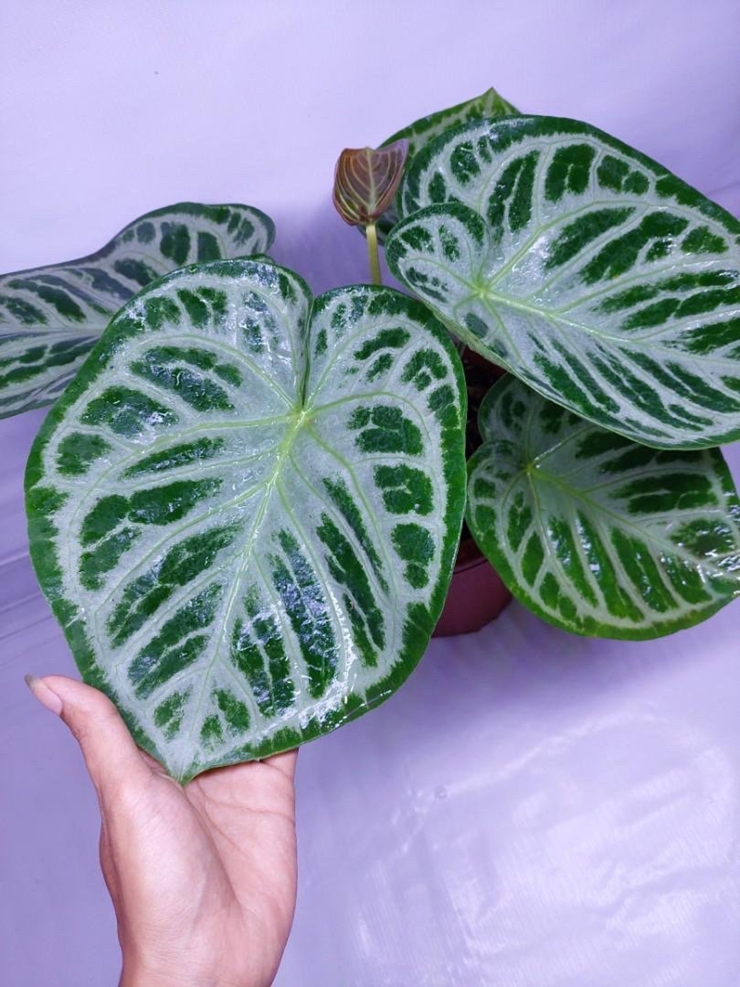 Anthurium Dorayaki Silver indonesia Origin Starter Plant ALL STARTER ...