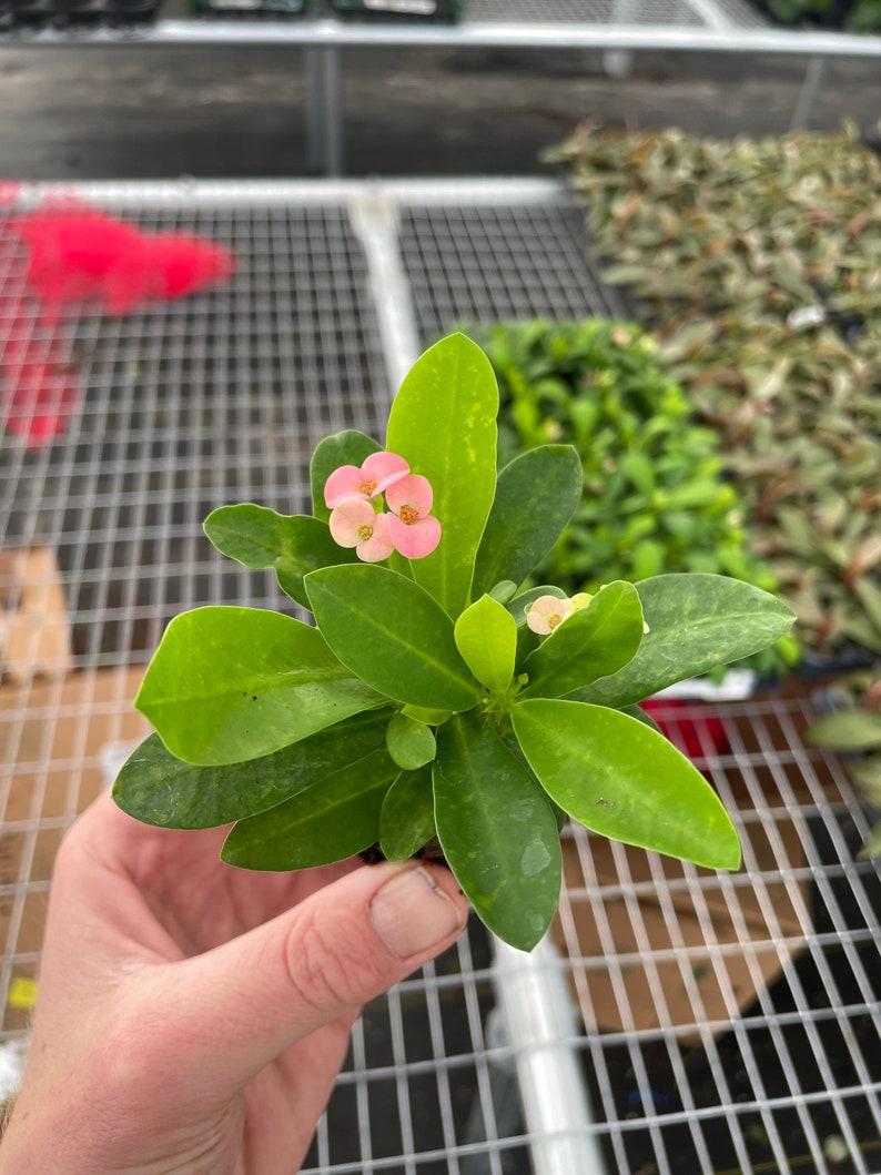 Euphorbia Mili mini Rhea Starter Plant ALL - Etsy