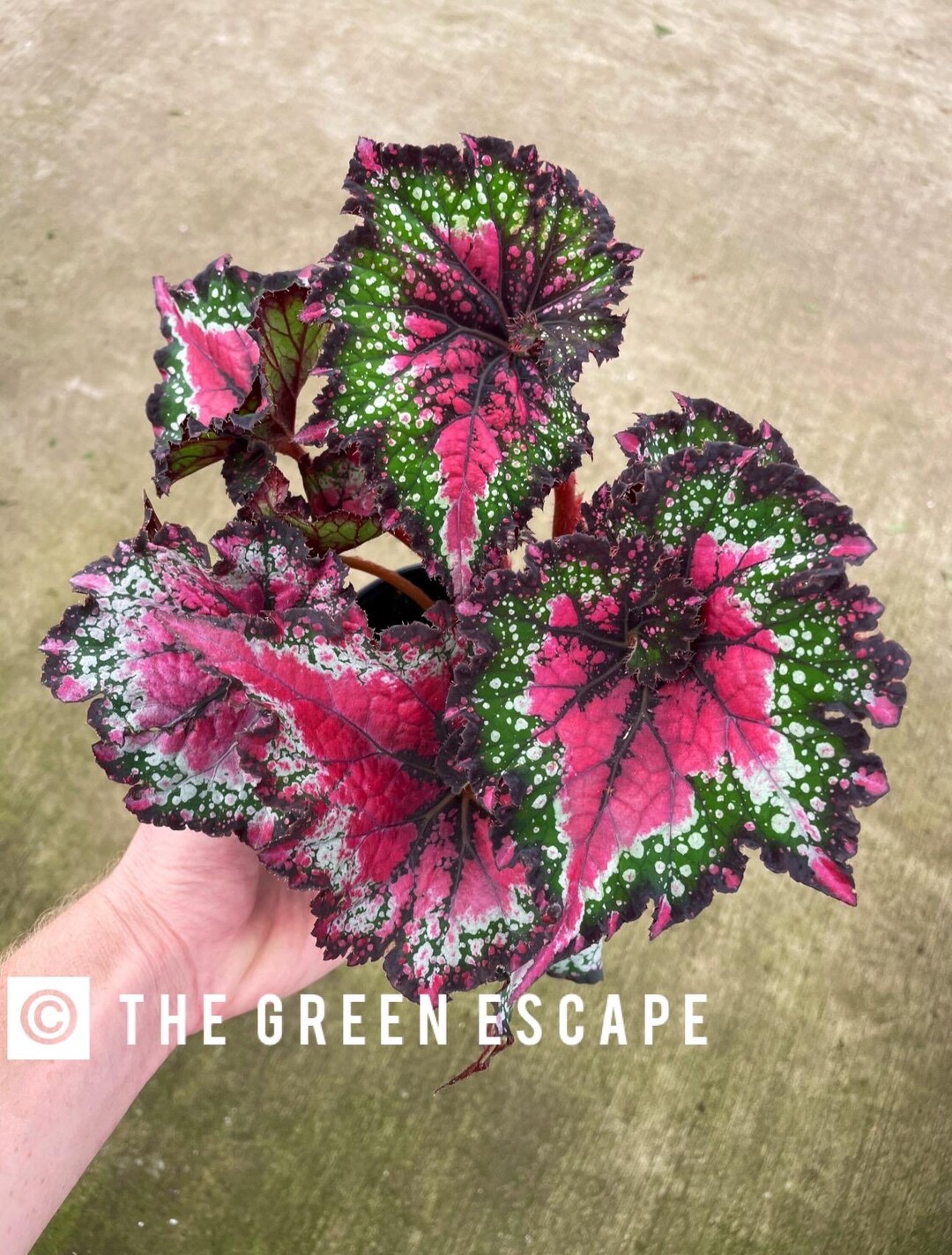 Jurassic Rex Begonia Watermelon Starter Plant ALL STARTER PLANTS ...