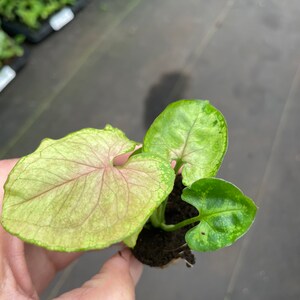 Syngonium Red Yami Starter Plant (ALL STARTER PLANTS Require You to ...