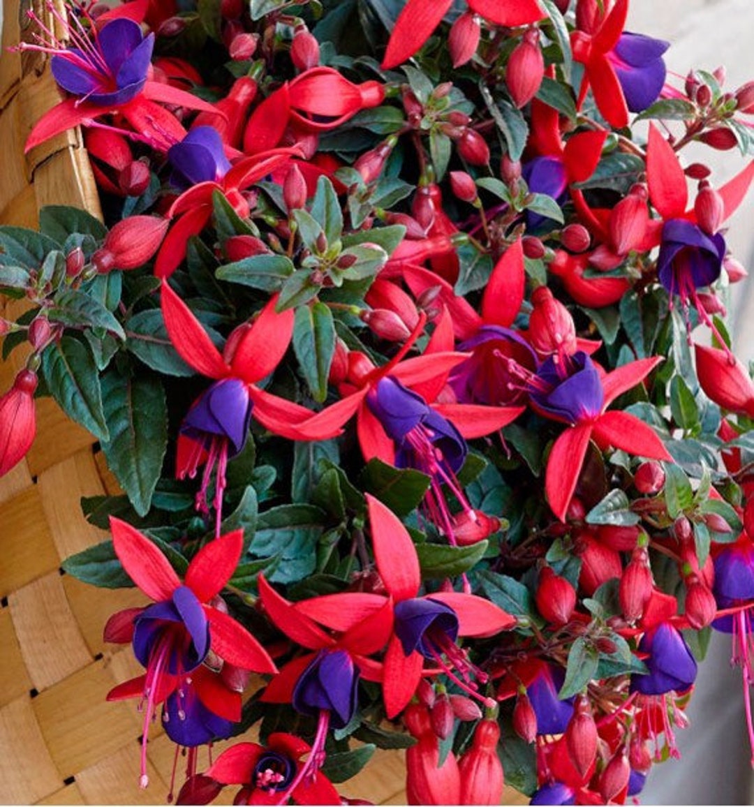 Bella Fuchsia Sacha Starter Plant ALL STARTER PLANTS Require - Etsy