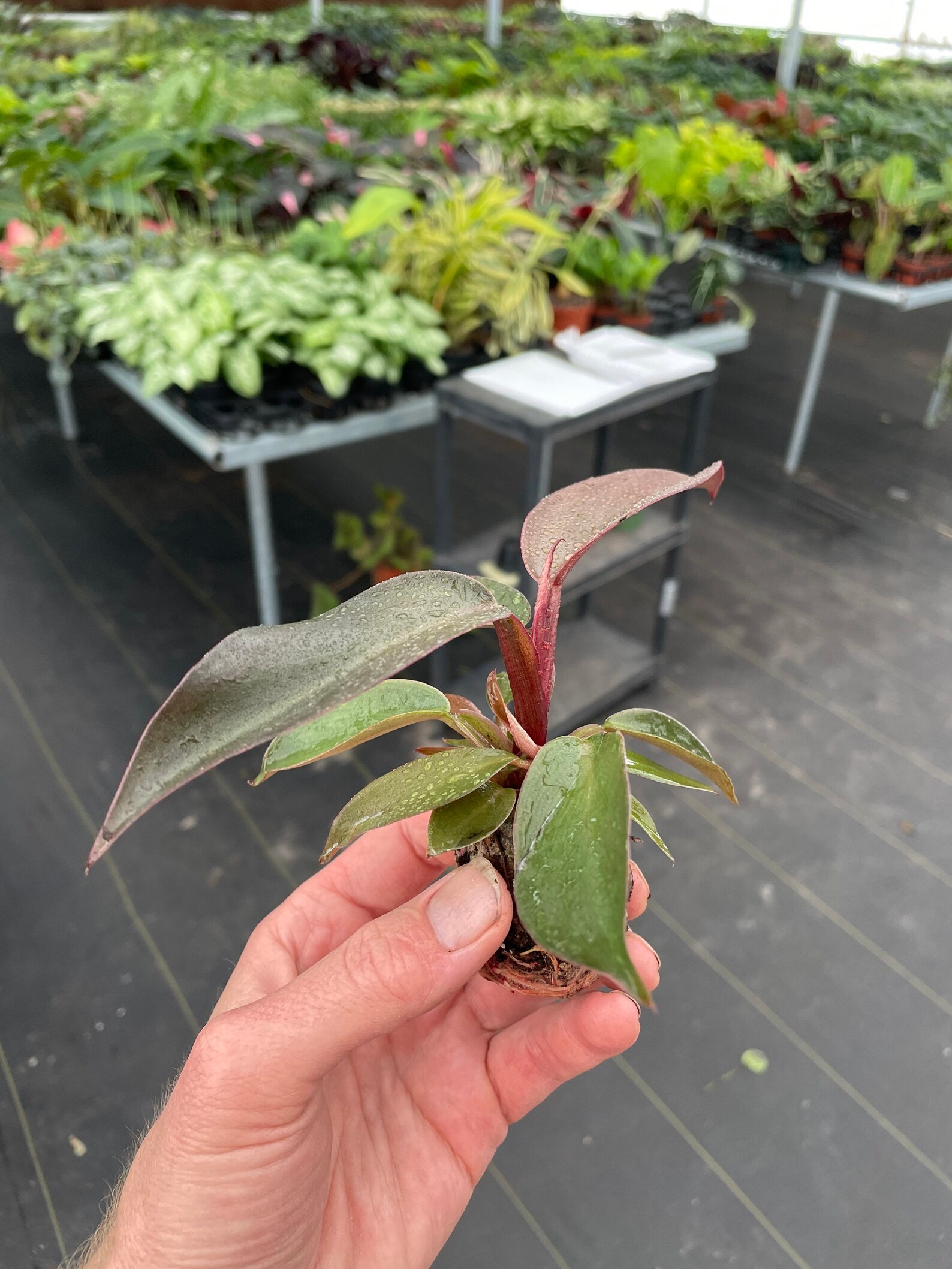 Philodendron Royal Queen Starter Plant ALL STARTER PLANTS - Etsy