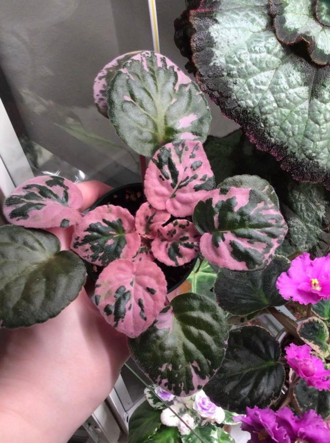 Lyons Private Dancer African Violet Starter Plant ALL PLANTS - Etsy