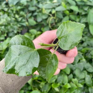 Voodoo Magic Hibiscus Starter Plant (ALL STARTER PLANTS Require You to ...