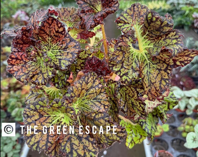 Begonia Smiling Tiger 4” Pot (ALL PLANTS Require You to Purchase 2 ...