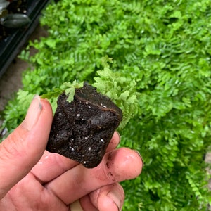 Chester Fern Starter Plant (ALL STARTER PLANTS Require You to Purchase ...