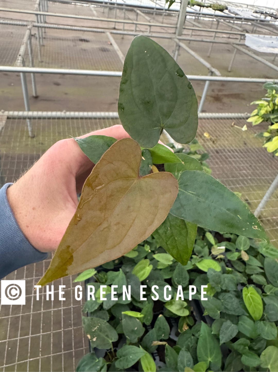 Anthurium Dressleri X Guna Yala Starter Plant (ALL STARTER PLANTS ...