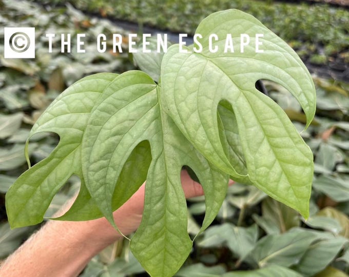 Extra Large Spider Man Monstera “amydrium Silver” Starter Plant (ALL ...
