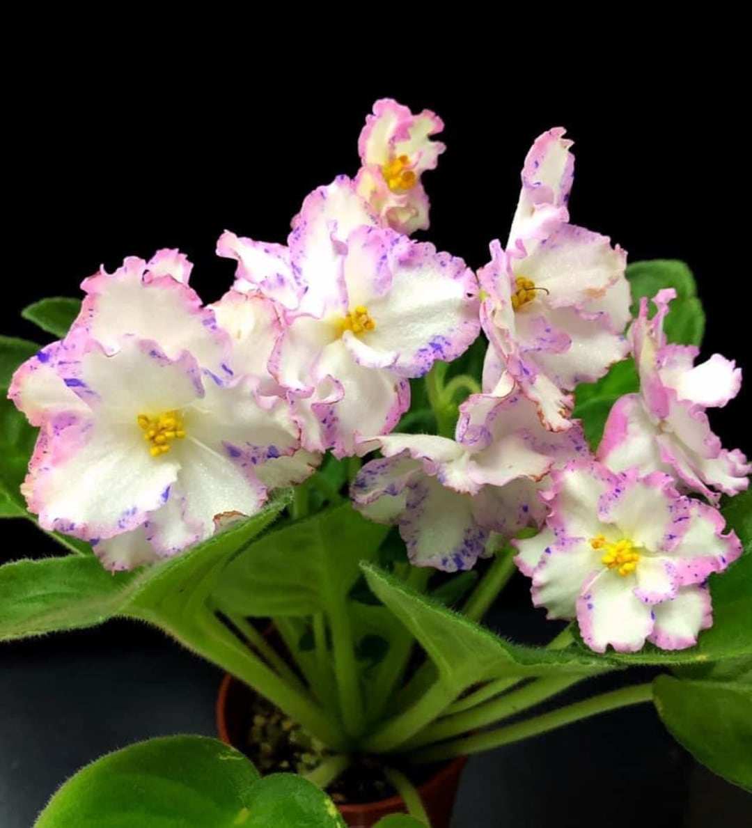 RS Serpentine African Violet Starter Plant (ALL Starter PLANTS Require ...