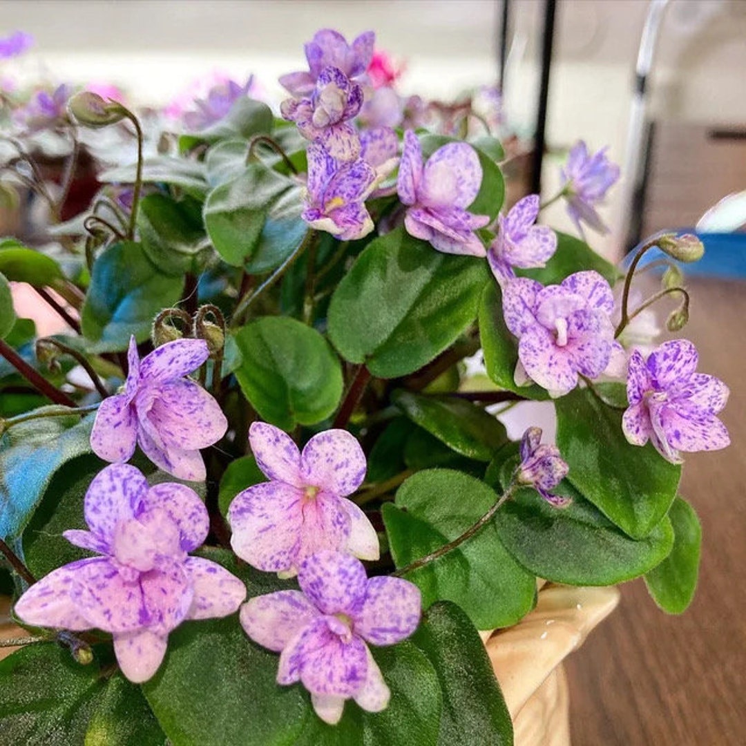 Fun Trail African Violet Starter Plant (ALL Starter PLANTS Require You ...