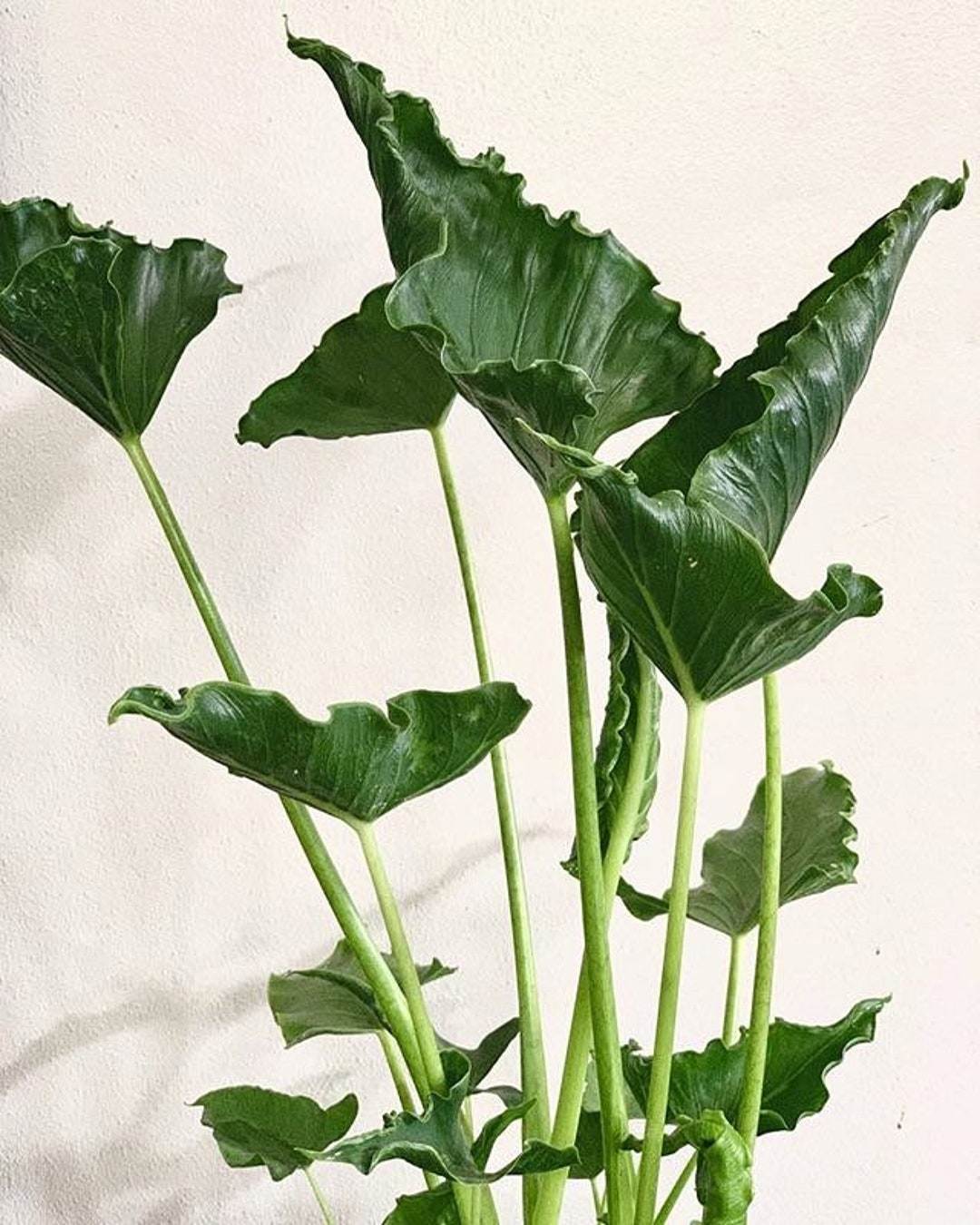 Alocasia Triangularis Starter Plant (ALL STARTER PLANTS Require You to ...