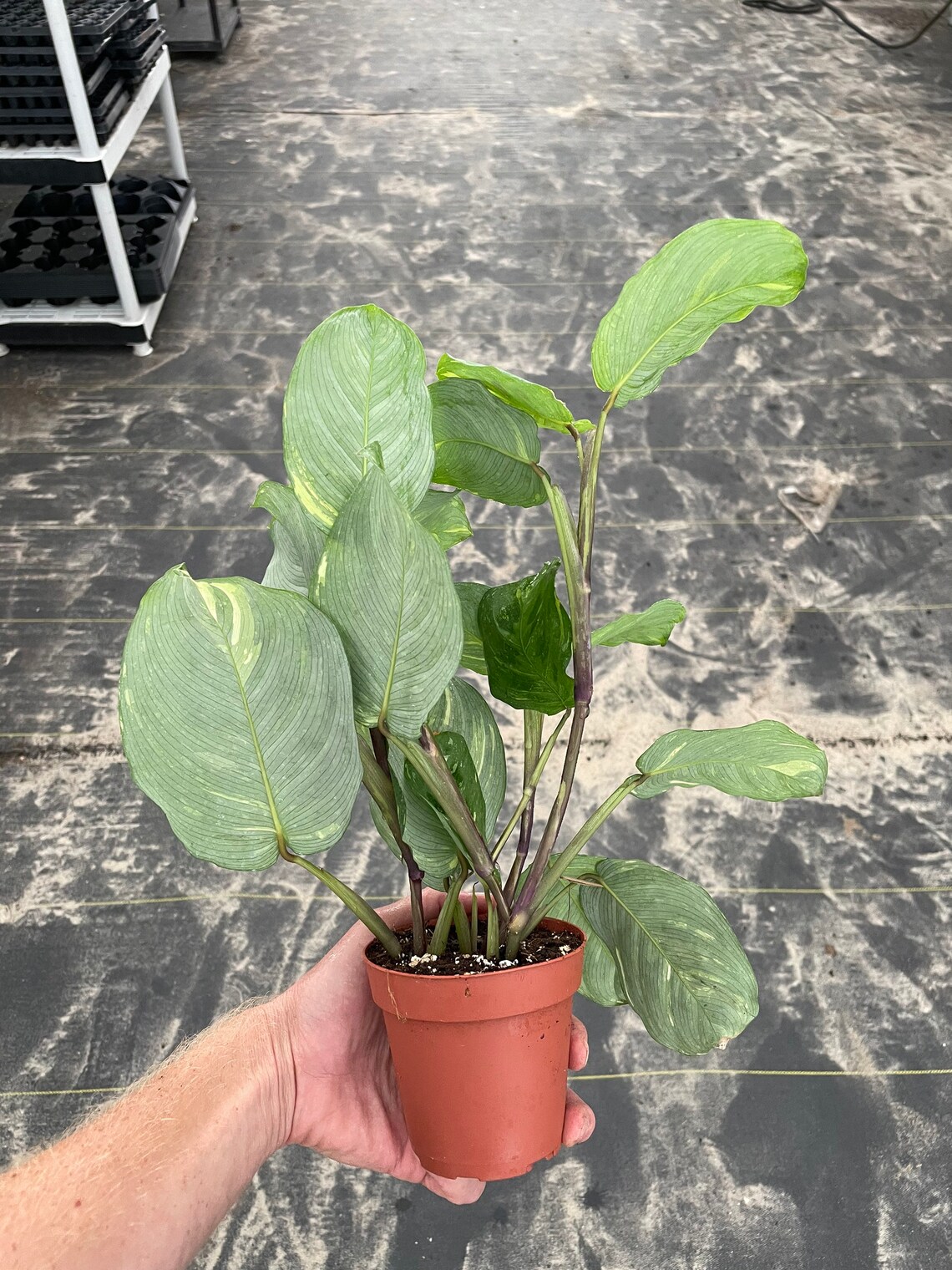 Variegated Maranta Beauty Kim 4 Pot ALL PLANTS Require You - Etsy