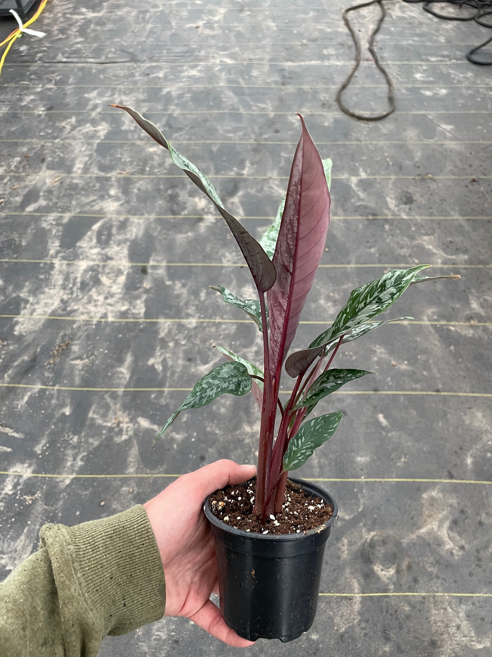 Apoballis Acuminatissima lavallei 4 Pot ALL PLANTS Require - Etsy