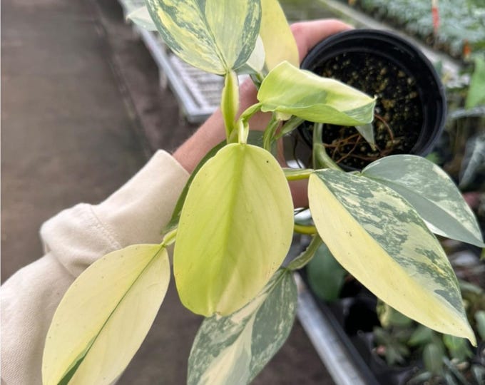 Variegated Philodendron Silver Sword Cuttings (ALL STARTER PLANTS ...