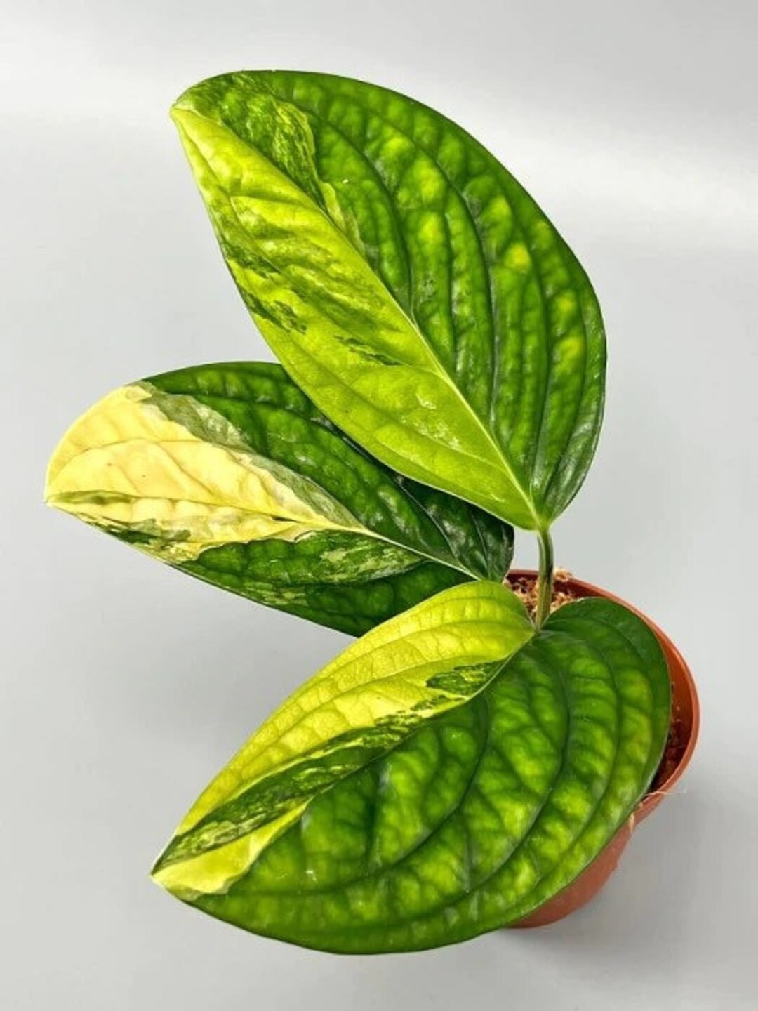 Variegated Monstera Peru Starter Plant (ALL STARTER PLANTS Require You ...