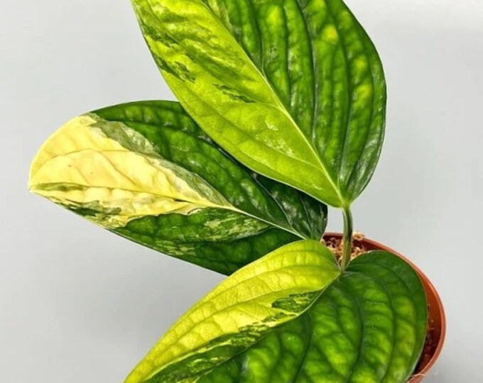 Monstera Peru Variegated Rare Plant Live Plant - Etsy