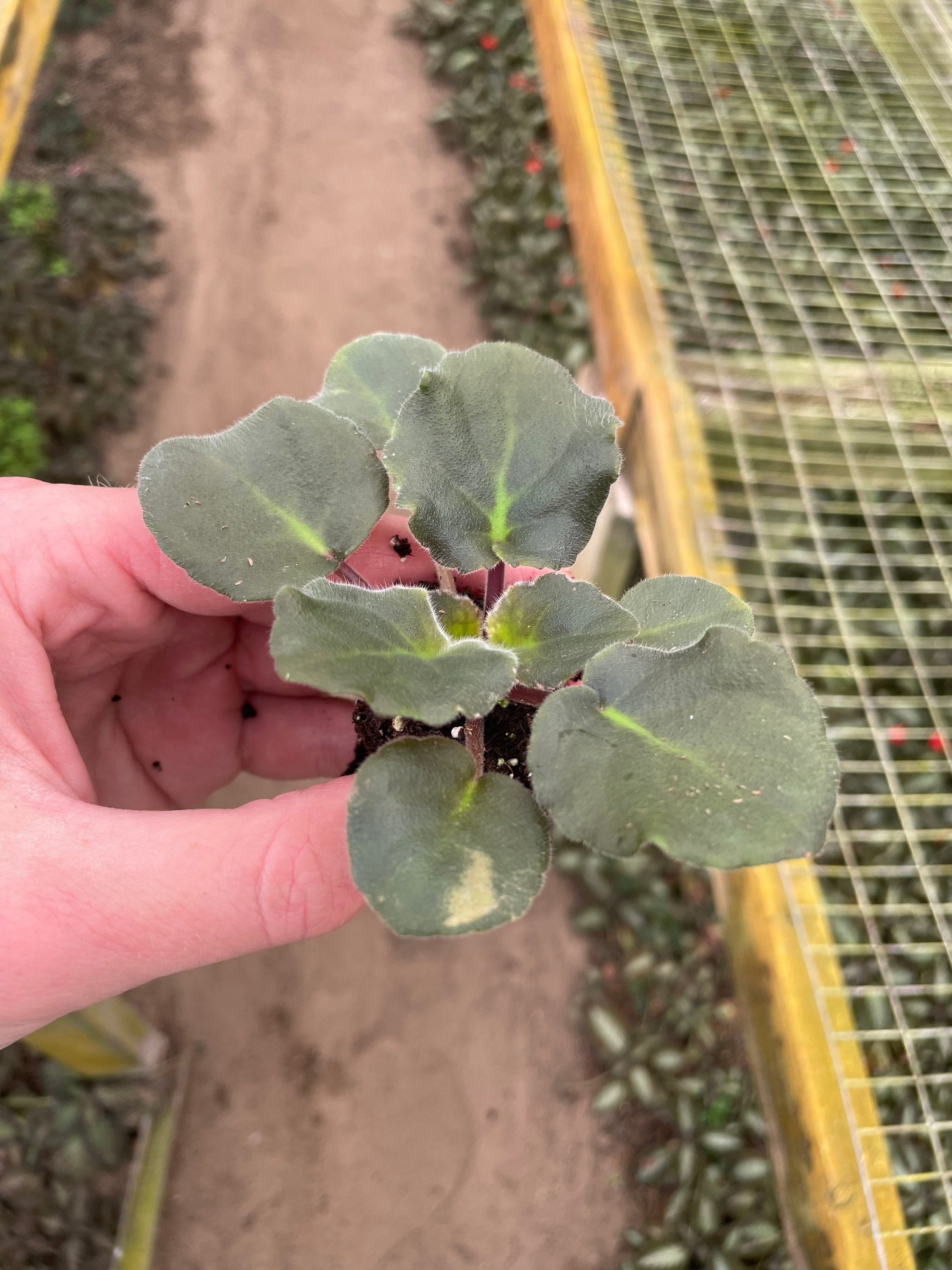 Apache Redcoats African Violet Starter Plant (ALL PLANTS Require You to ...