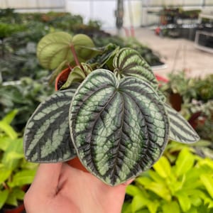New Cultivar! Peperomia Dragon Skin 4”pot (ALL PLANTS Require You to ...